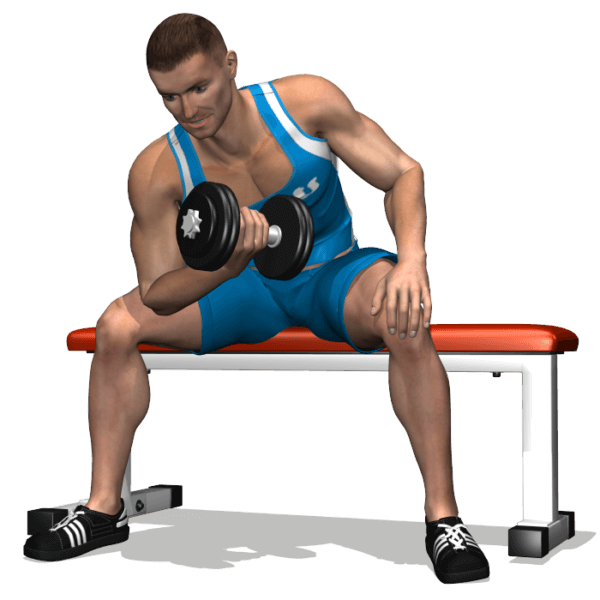 Curl concentrato panca piana 1 manubrio: vedi l'esecuzione | evolutionfit