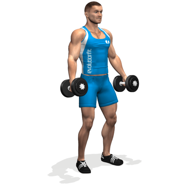 Curl martello 2 manubri in piedi: vedi l'esecuzione | evolutionfit