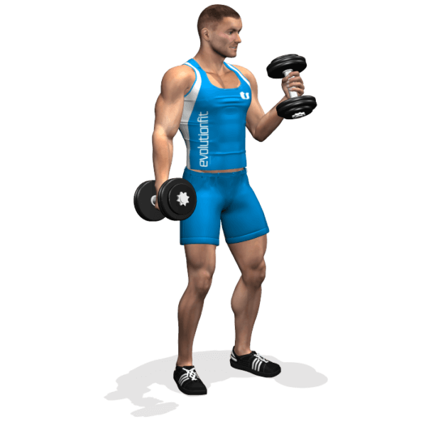 Curl martello 2 manubri in piedi: vedi l'esecuzione | evolutionfit