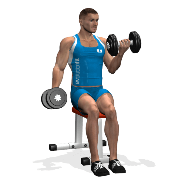 Curl seduto 2 manubri alternati: vedi l'esecuzione | evolutionfit